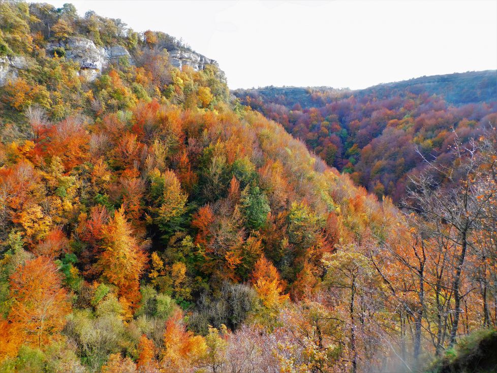 Sinfonía de colores en Musitu. - La Foto del Lector 2022